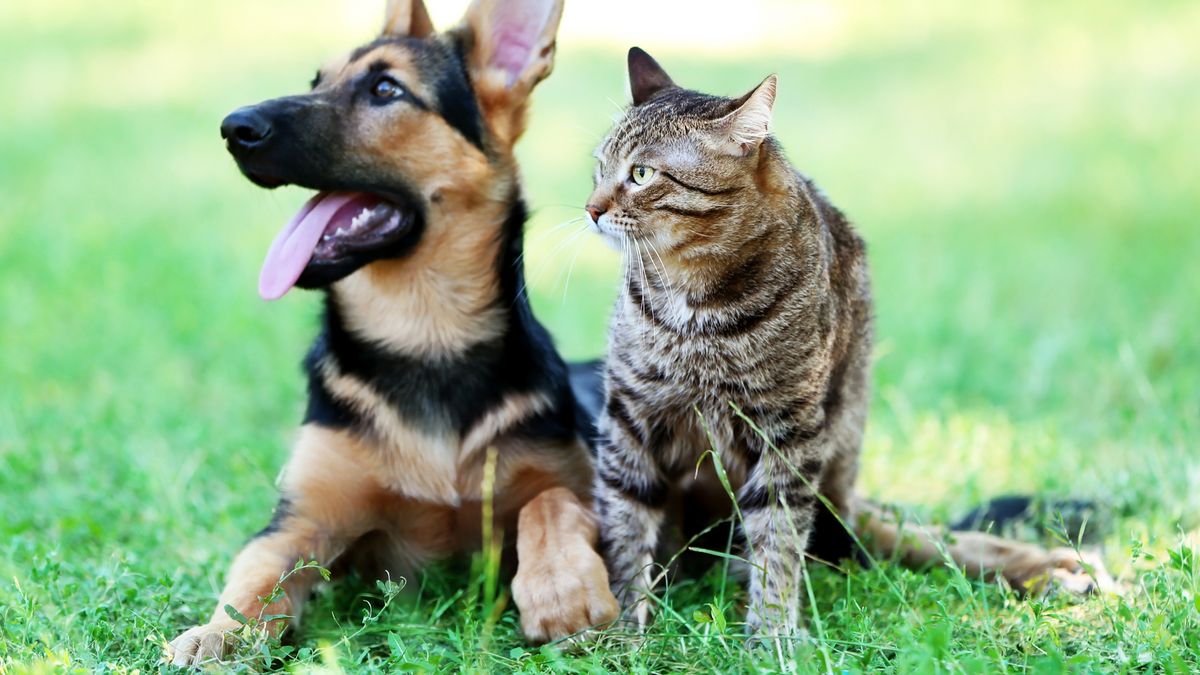 What is the Environmental Impact of Pets?