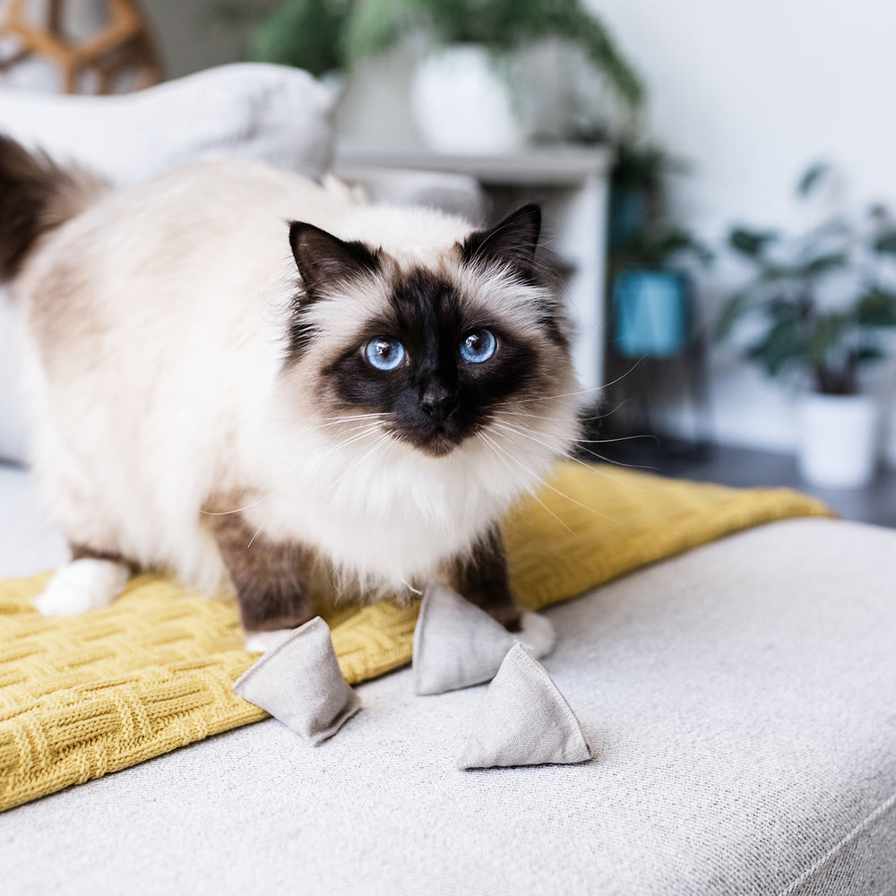 Catnip Pyramid Toy | Organic